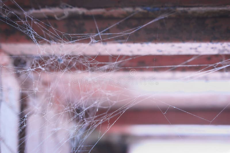 Spider`s web on the window stock photo. Image of closeup - 113594368