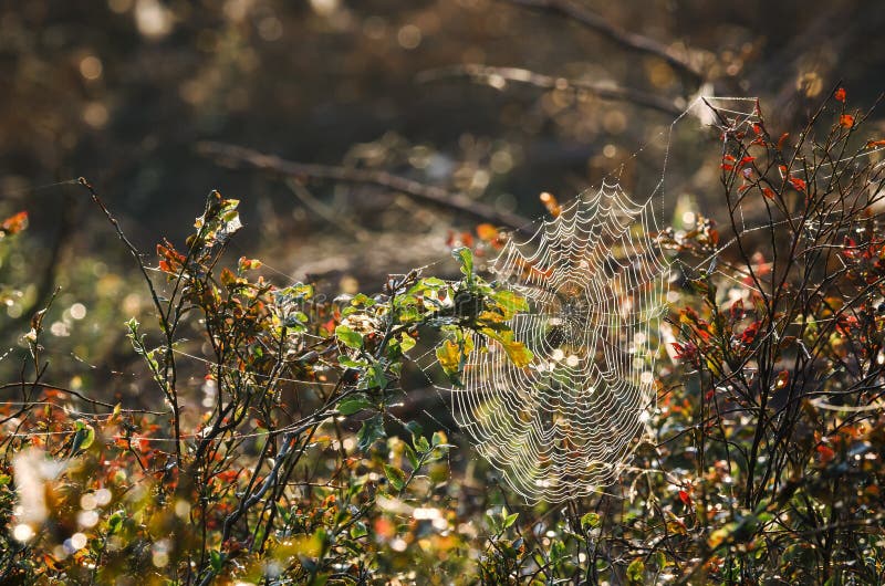 SPIDER WEB stock image. Image of arachnid, jungle, environment - 211245169