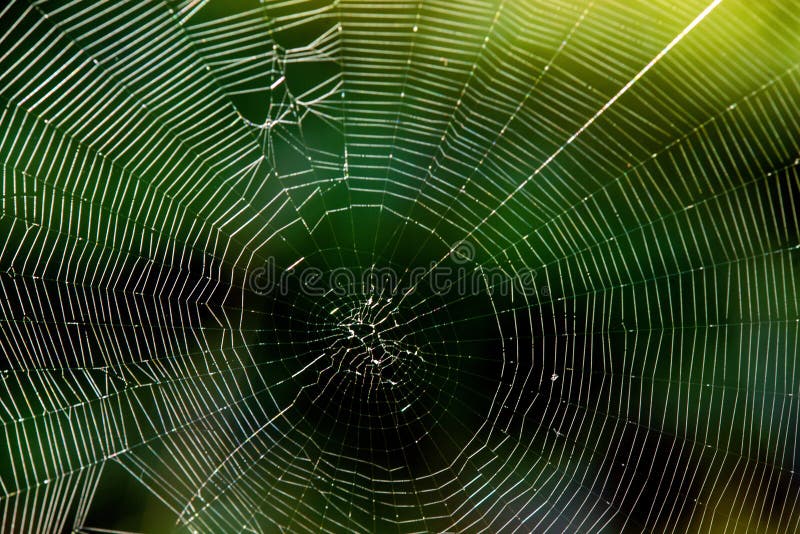 Spider web in back light stock image. Image of nature - 79611065