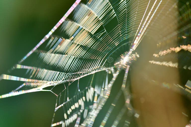 Spider Web in Back-lighting with Rainbow Colors Stock Image - Image of ...