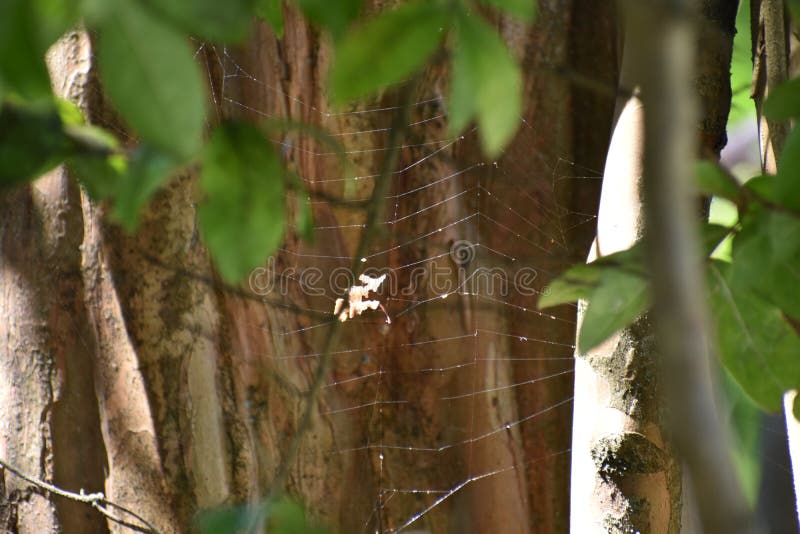 Spider Web on a Background of a Brown Tree Trunk in the Forest Stock ...