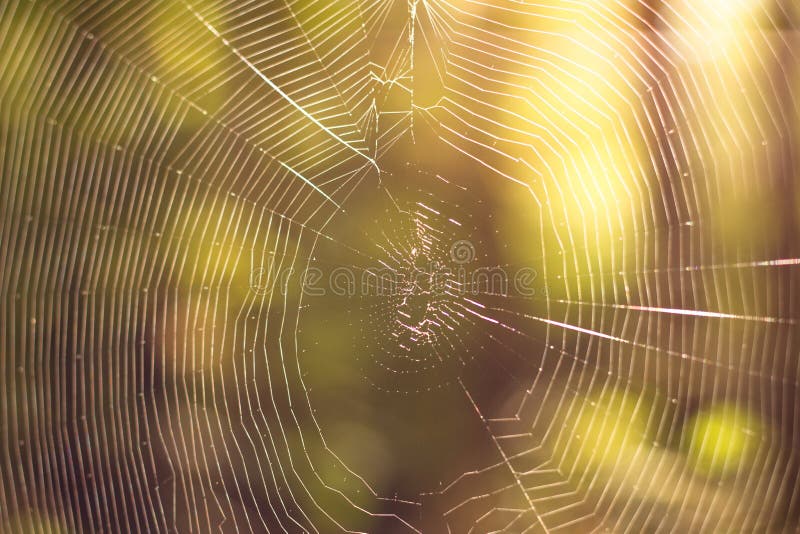 The Spider Web background stock image. Image of intricacy - 66655713