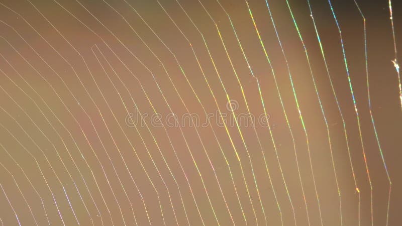Spider Web in Backlight with Rainbow Colors Stock Video - Video of ...