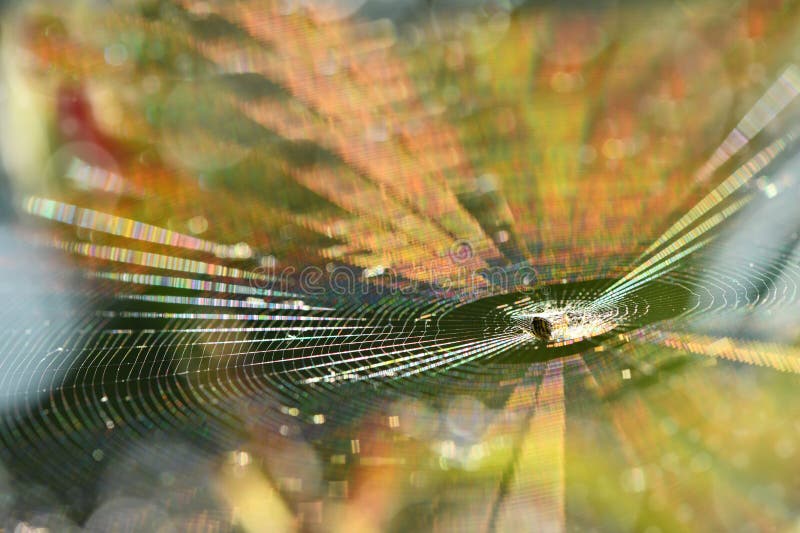 Spider in the Web in the Backlight. the Web Shimmers with All the ...