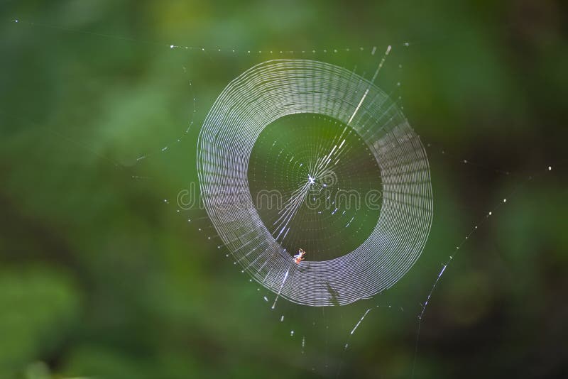 Spider web being weaved stock photo. Image of connection - 57088736