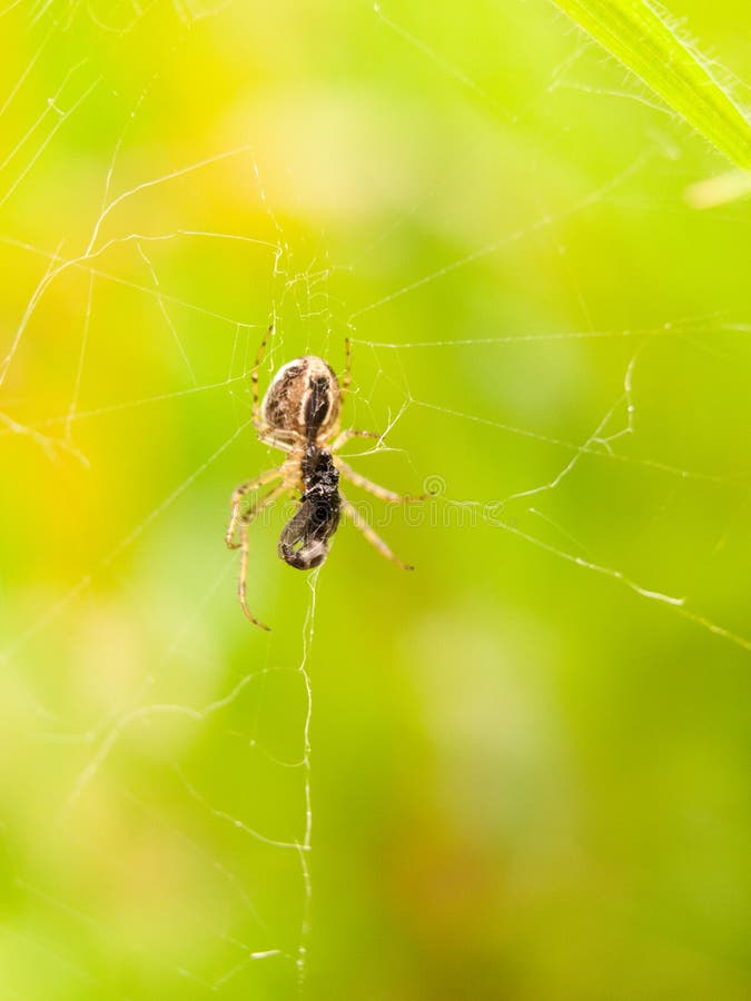 Spider on Web with Big Body Eating Fly Stock Image - Image of ...