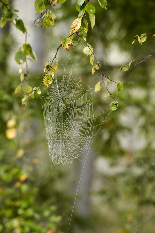 Spider Web on a Birch Tree in a Forest Stock Image - Image of green ...
