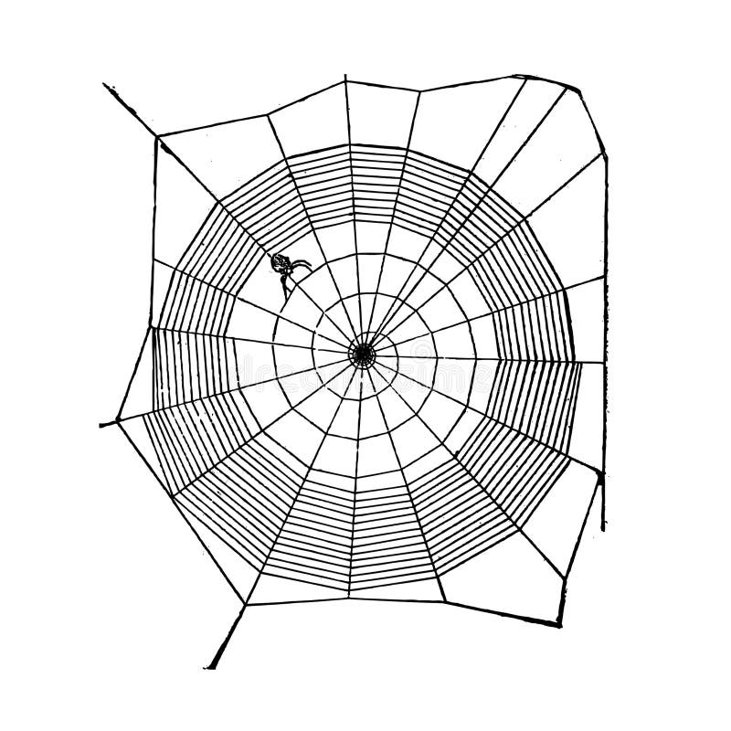 Spider Web in Black on a White Background for Your Designs and Ideas ...