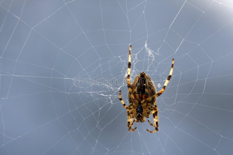 Tangle Web spider 1 stock image. Image of southern, arthropods - 47324969