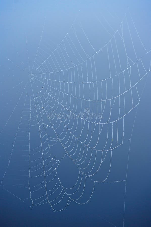 Spider Web at Blue Background. Stock Image - Image of macro, nature ...