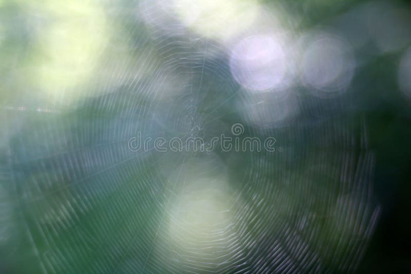 Spider in the Web Blur Rays of Sun Stock Photo - Image of natural, legs ...