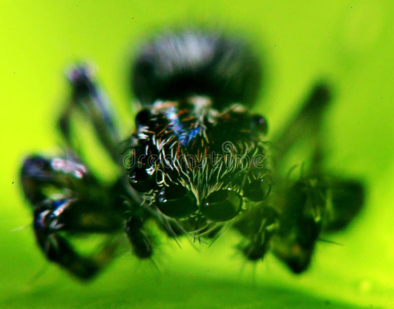 Spider in the Web Blur Rays of Sun Stock Photo - Image of element, dark ...