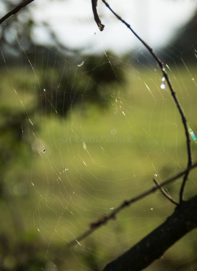 Spider web on branch stock photo. Image of spring, fern - 79857606