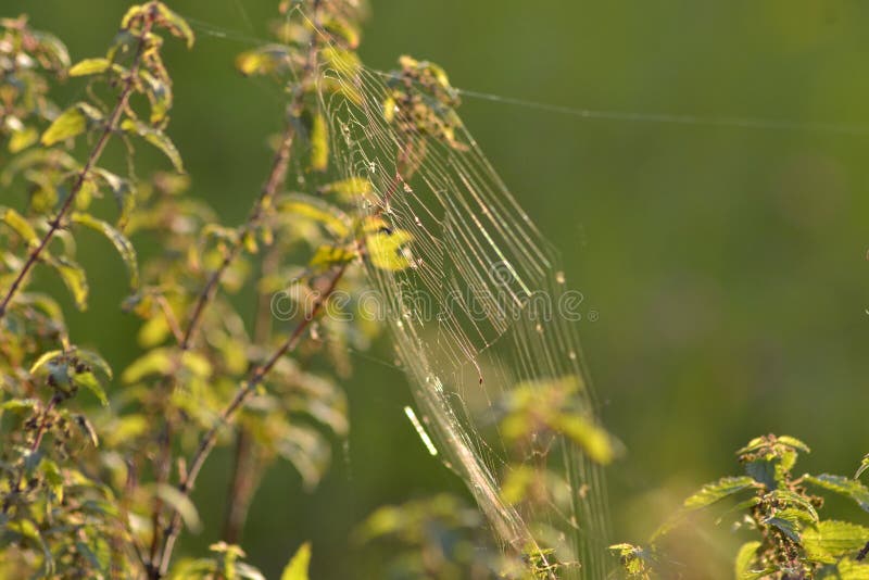 Spider web on a branch stock image. Image of insect - 100152973