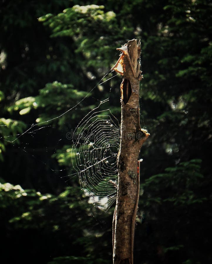 Spider web on a branch stock photo. Image of spider - 249823776