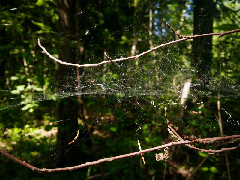 Spider Web on Branches Close Up. Stock Photo - Image of jungle ...