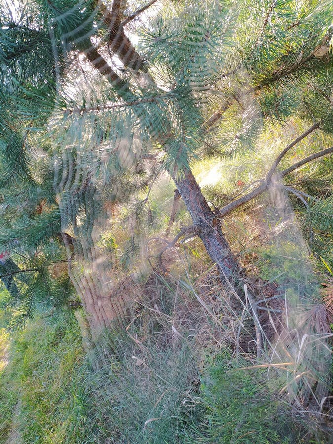 Spider Web on the Branches of a Pine Tree in Forest Stock Image - Image ...