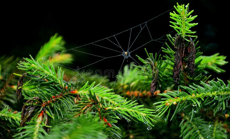 Spider Web in the Branches of a Pine Tree Stock Photo - Image of branch ...