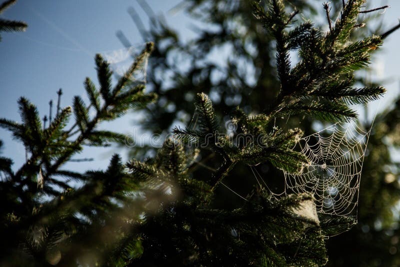 Spider Web on the Branches of Spruce. Stock Photo - Image of cobwebs ...