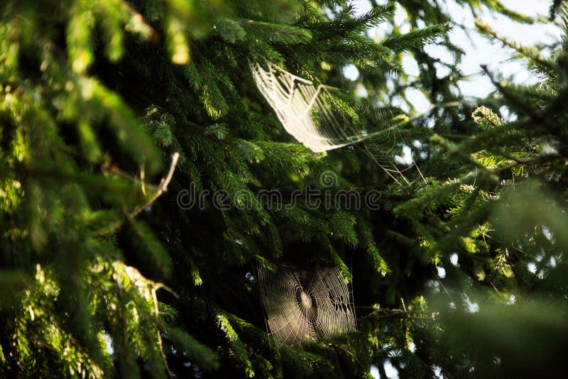 Spider Web on the Branches of Spruce. Stock Photo - Image of branches ...