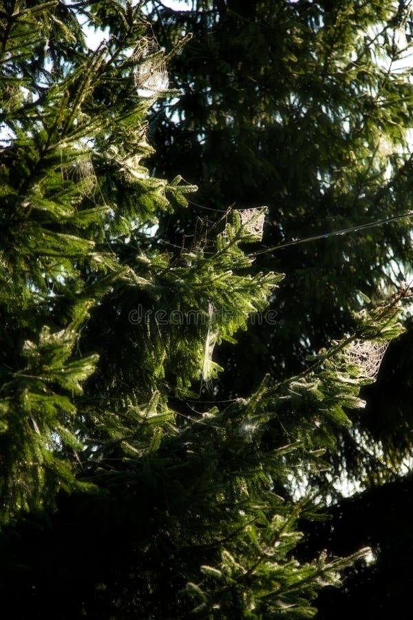 Spider Web on the Branches of Spruce. Stock Image - Image of cobwebs ...