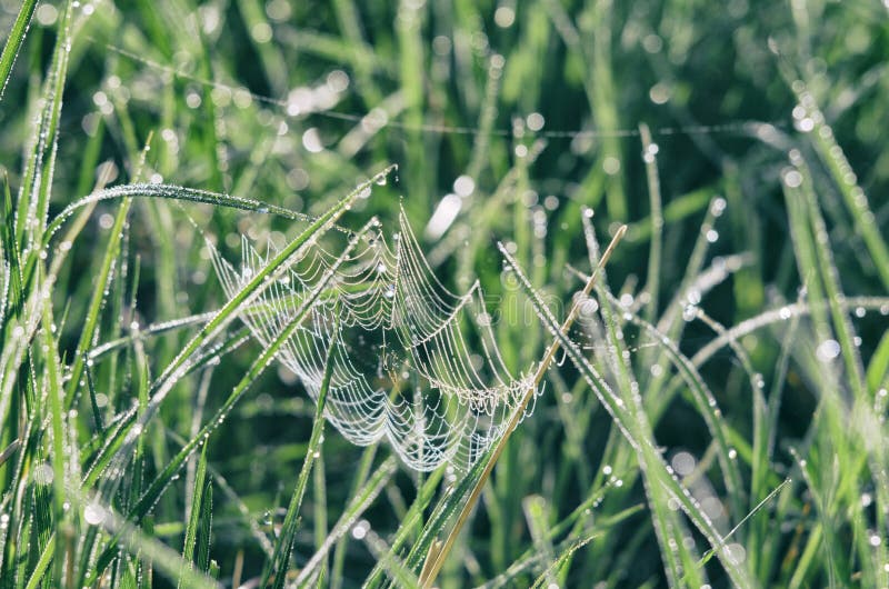 Spider Web among the Brilliant Green Meadows Stock Image - Image of ...