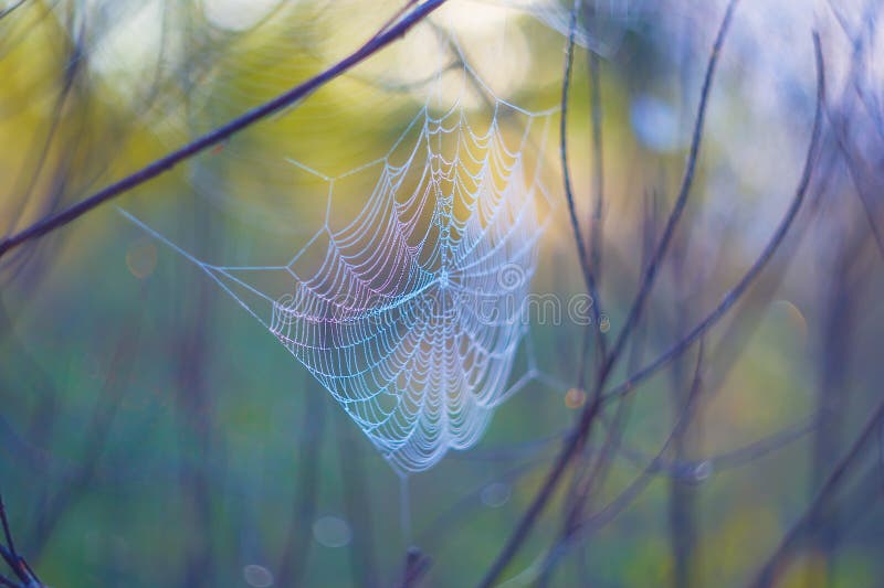 Spider web on bush branch stock photo. Image of brilliant - 332701270