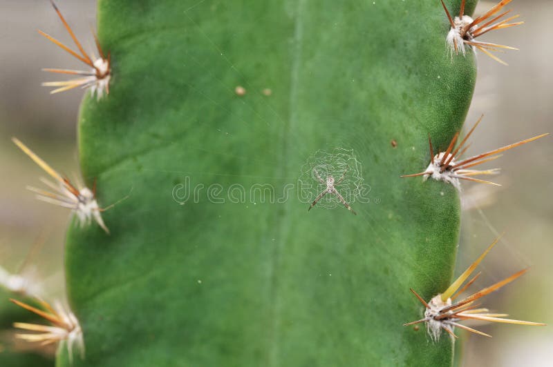 Spider with a Spider Web on the Cactus Stock Image - Image of botany ...