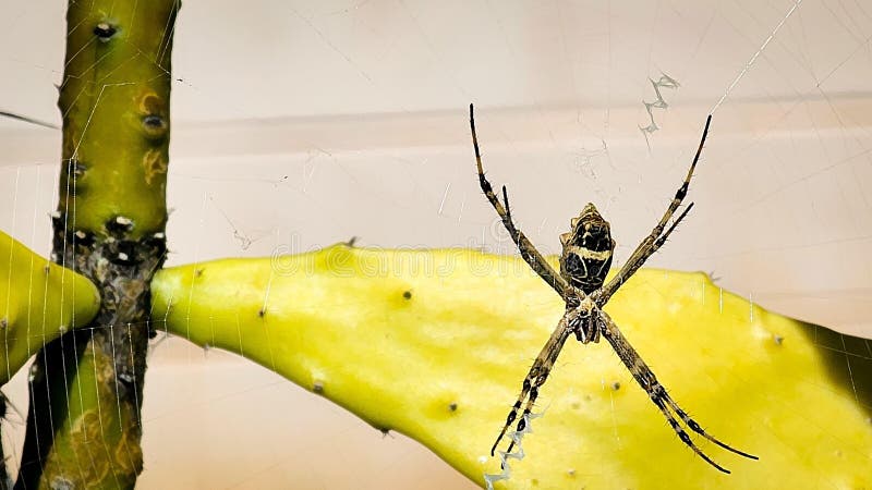 Spider in a Web on a Cactus Leaf Stock Image - Image of habitat, green ...