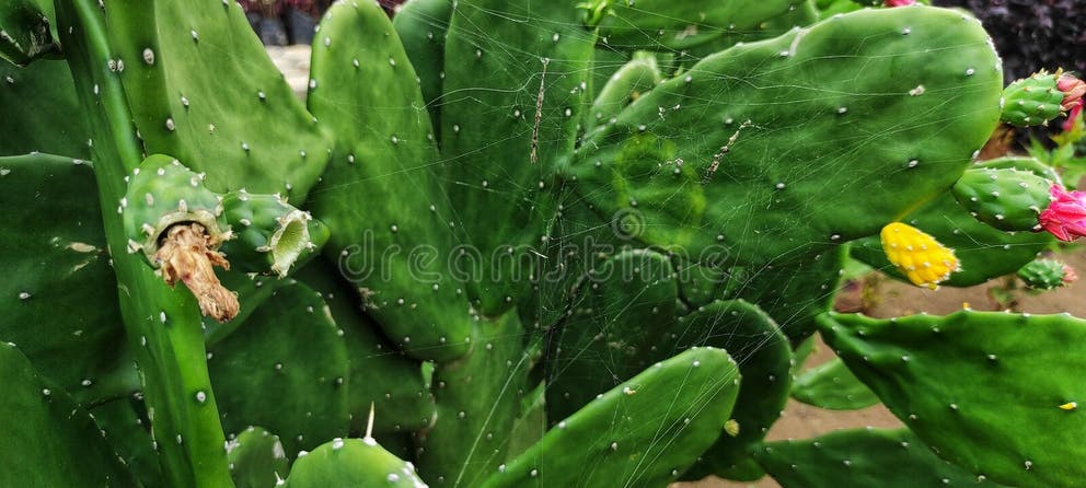 Spider Web between Cactus Leaves Stock Photo - Image of vegetable ...