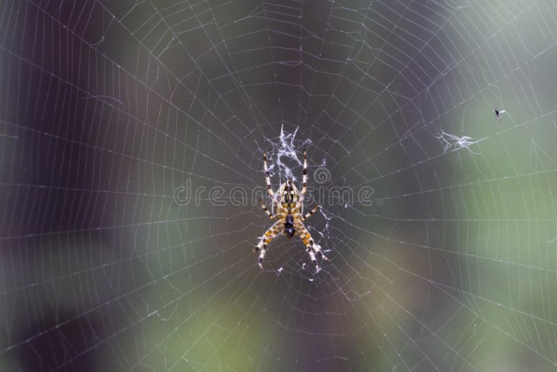 A Spider in a Web, Captured in Close-up Stock Photo - Image of national ...