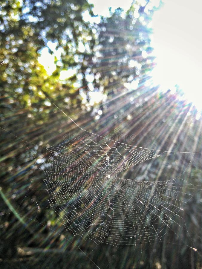 Spider Web Captured in Garden Focused on Subject. Stock Image - Image ...