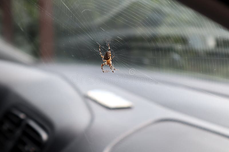 Spider in a Web in the Car Interior on the Background of the Windshield ...