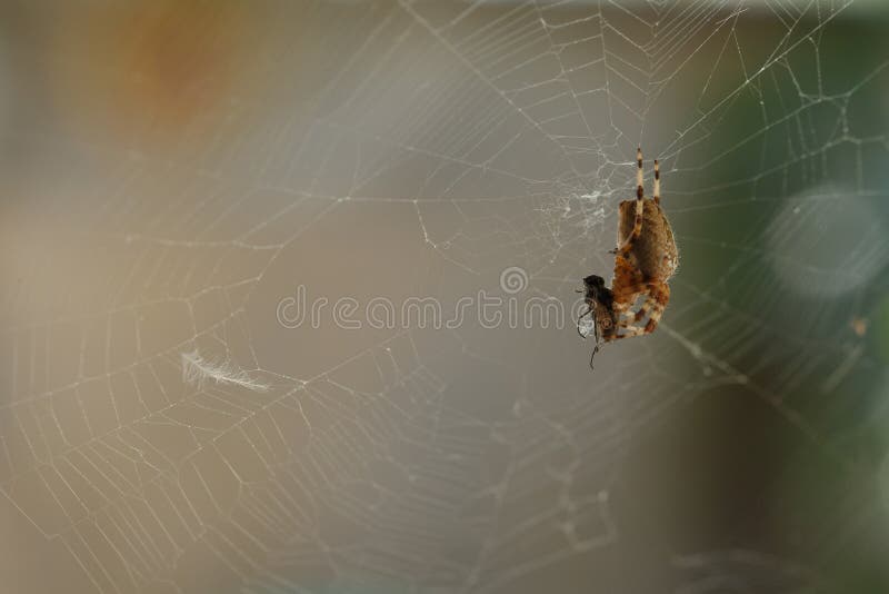 Spider on a Web Catches a Fly and Wraps Stock Image - Image of ...