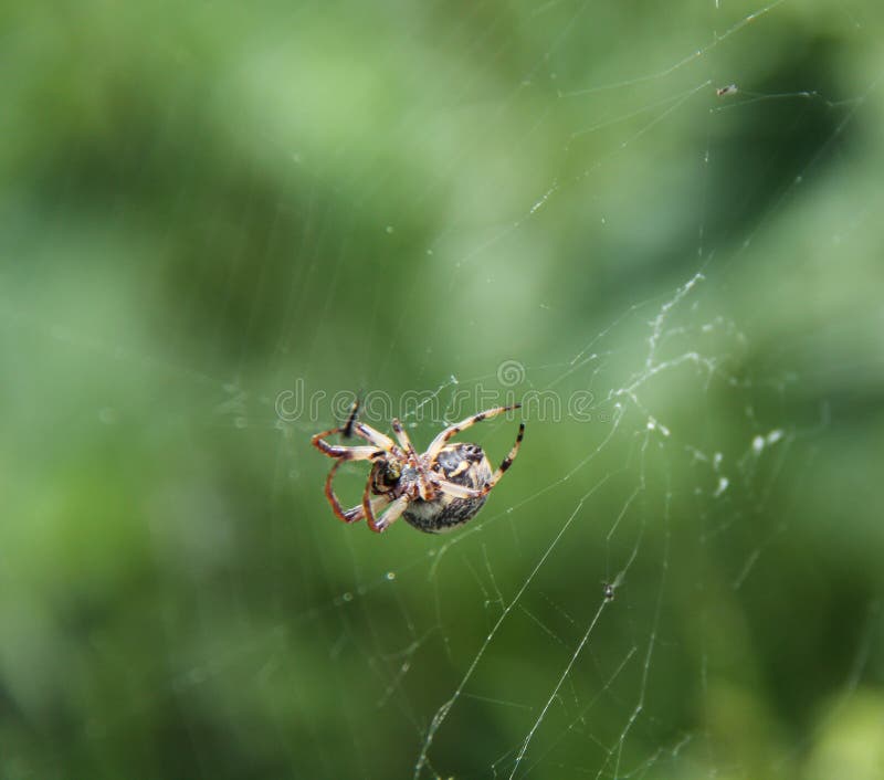 Spider Web. stock photo. Image of silk, catch, insect - 37968740