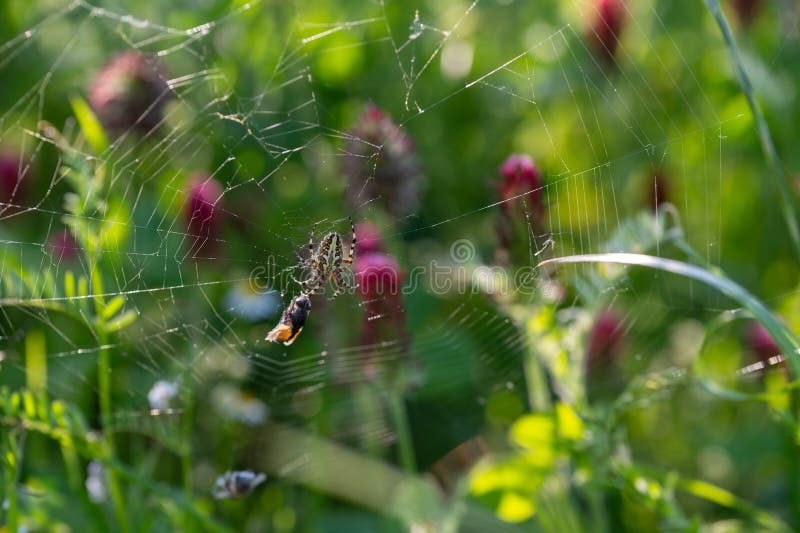 Spider in the Web with Caught Fly Stock Image - Image of animal ...