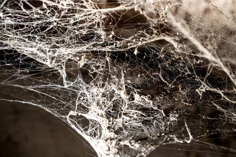 565 Spider Ceiling Stock Photos - Free & Royalty-Free Stock Photos from ...