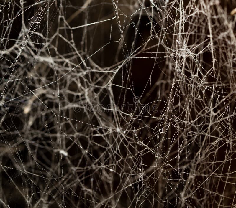 Spider Web on the Ceiling As a Background Stock Photo - Image of ...