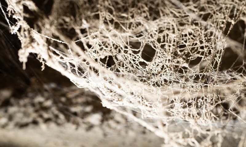 648 Spider Ceiling Stock Photos - Free & Royalty-Free Stock Photos from ...