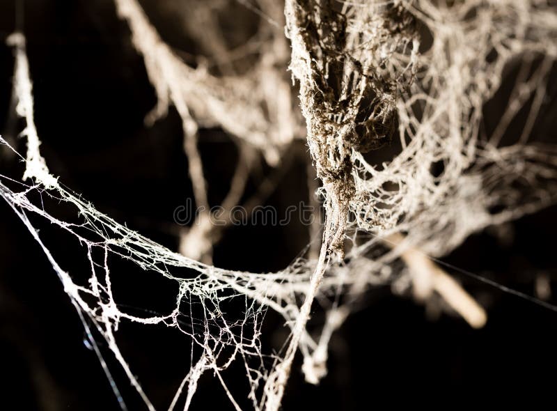 648 Spider Ceiling Stock Photos - Free & Royalty-Free Stock Photos from ...