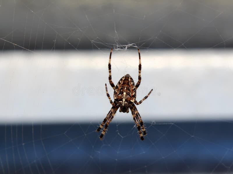 Spider on Web in City Landscape Stock Image - Image of lady, landscape ...