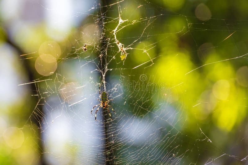 Spider on a Web in a City Park, Tokyo, Japan. Bokeh. Stock Image ...