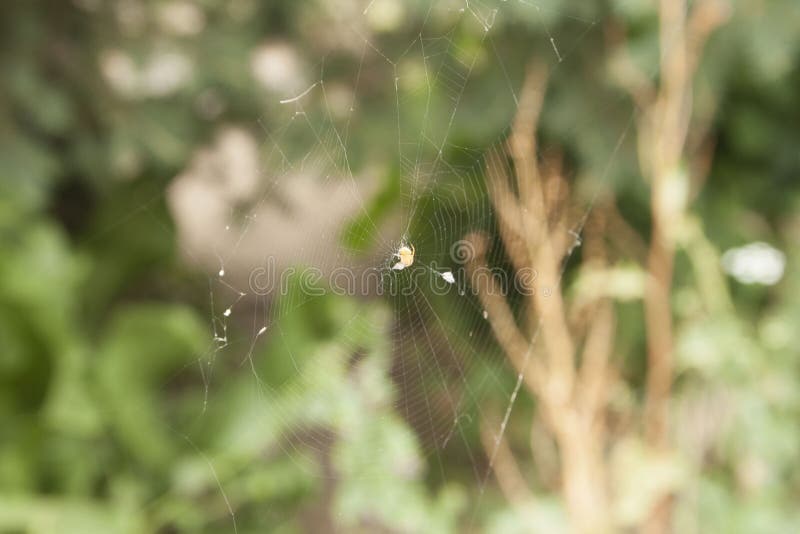 Spider web stock photo. Image of growth, substances, waiting - 55785720