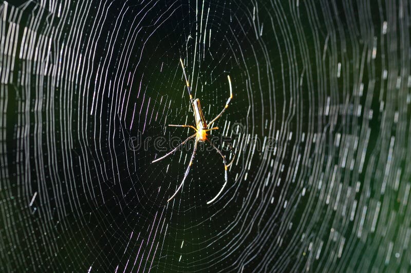 Spider web stock image. Image of connection, macro, animal - 33623269