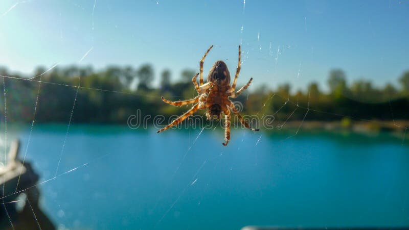 Spider on the Web Close-up. in the Background - a Bright Blue Lake ...