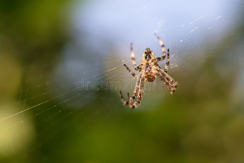 Spider on a Web, Bottom View Stock Photo - Image of summer, predator ...