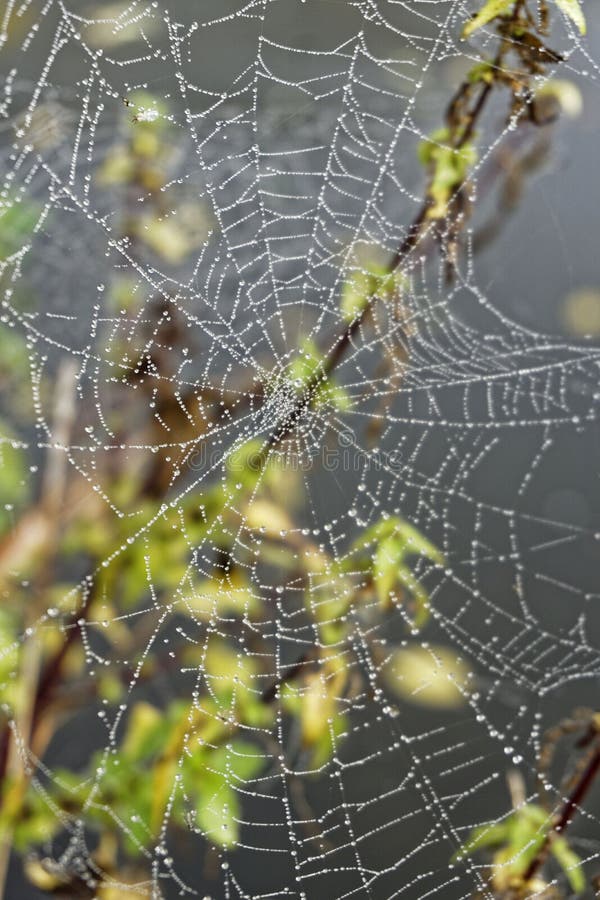 Spider web, close up stock image. Image of drop, water - 101879173