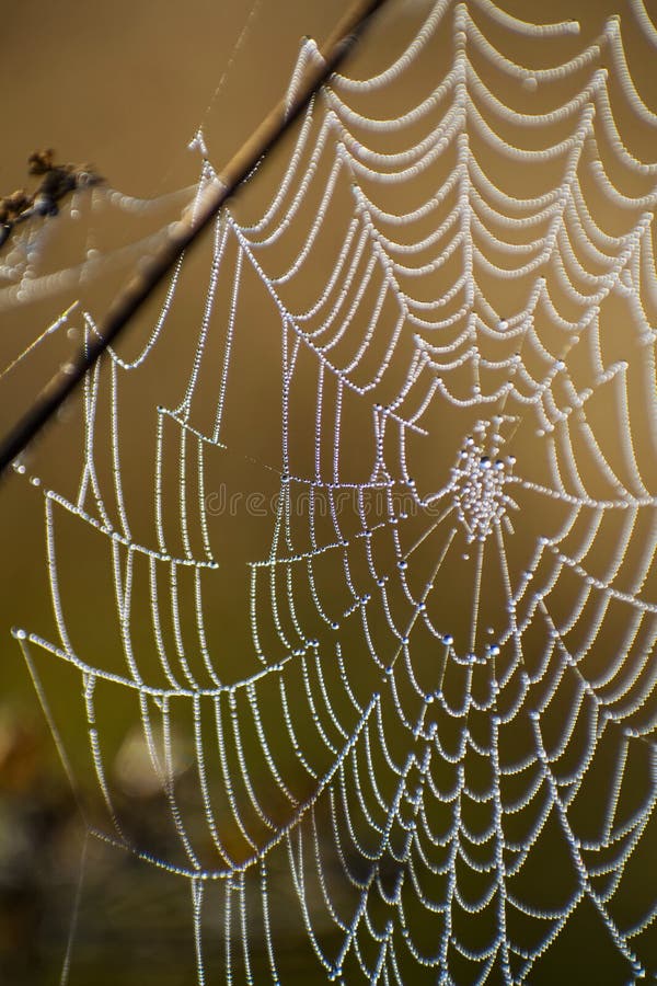 Spider Web Close-up. Spider`s Web in Autumn Field in Sun Rays at Dawn ...