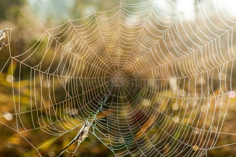 Spider web close-up stock image. Image of branch, countryside - 81294013