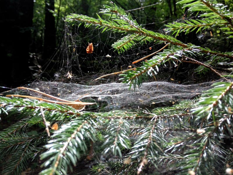 Spider Web Close-up.the Shot of the Big Cobweb Close-up with the Branch ...